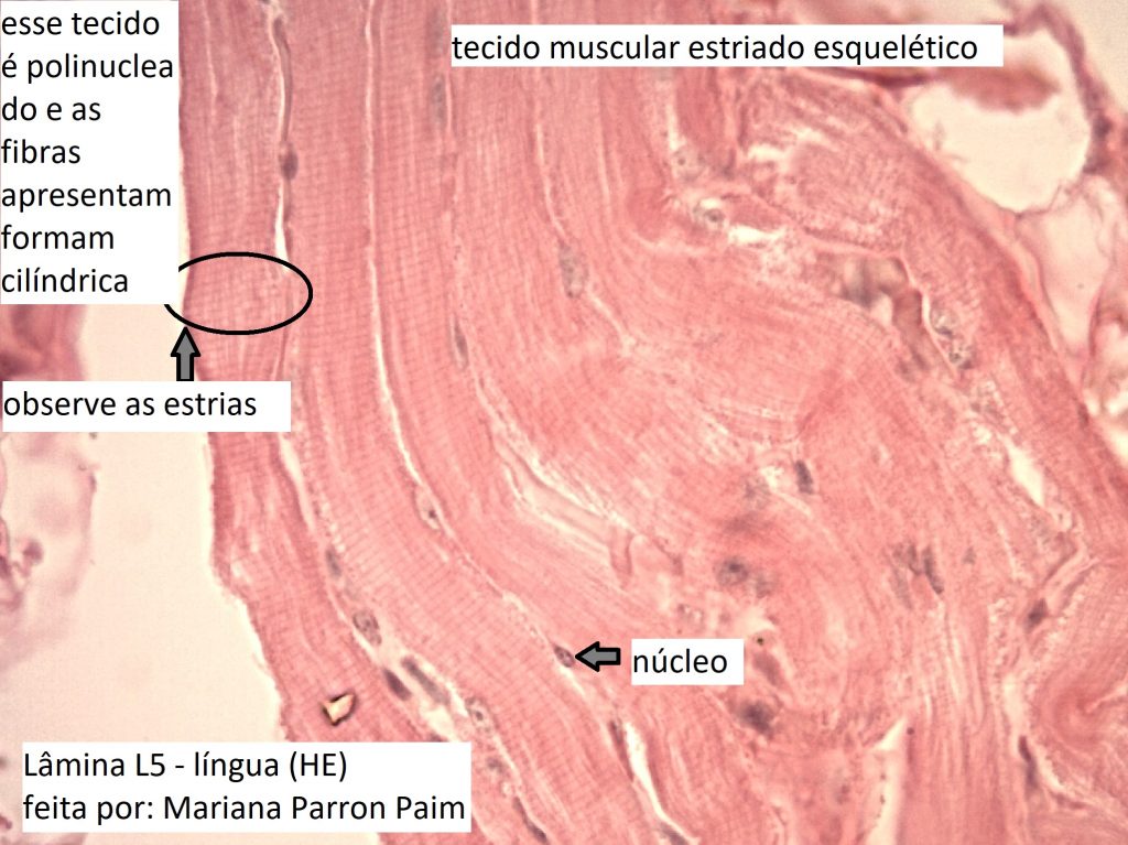 Historep » Tecido muscular