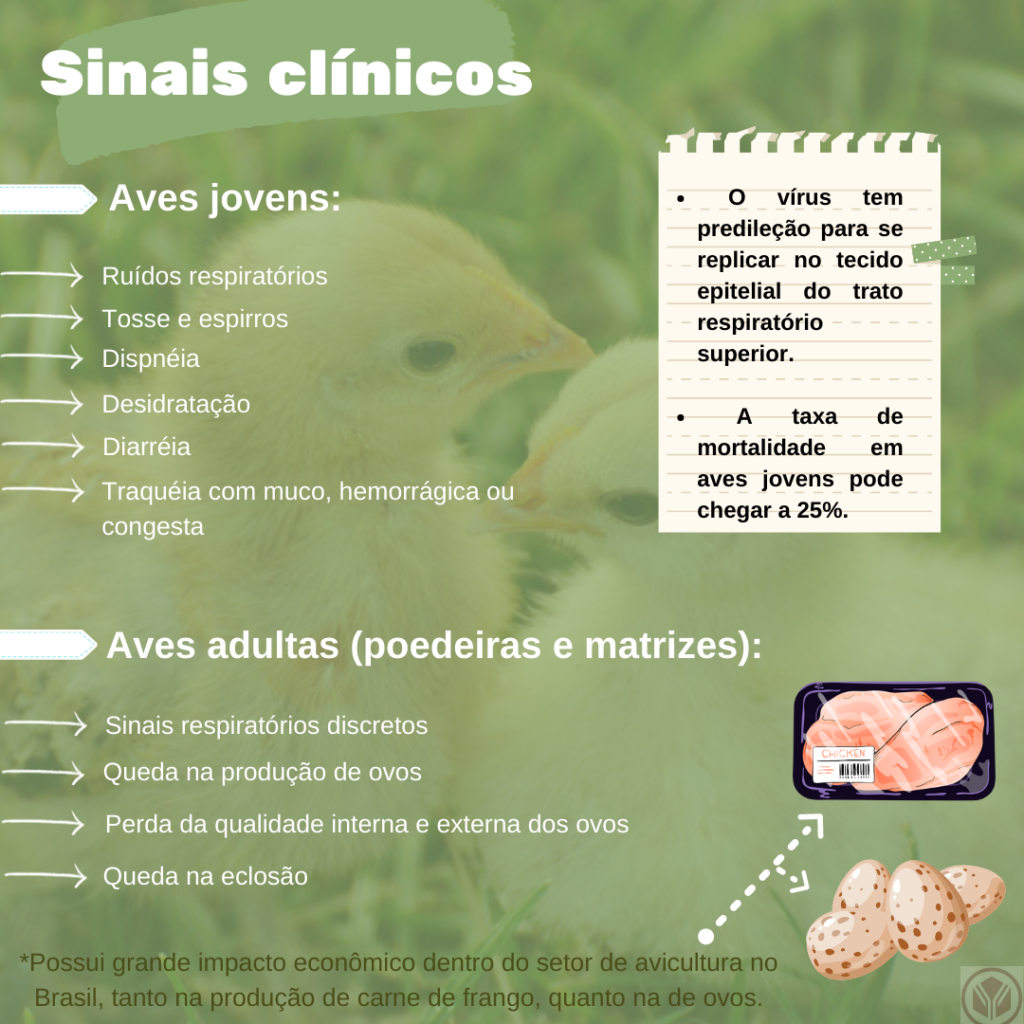 Conheça! Saiba! Bronquite Infecciosa das Galinhas!