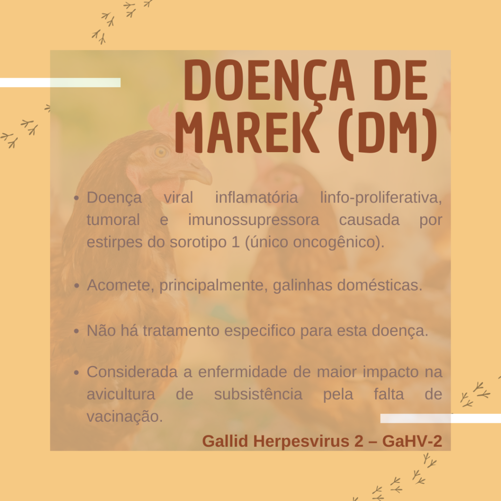Conheça! Saiba! Doença de Marek.