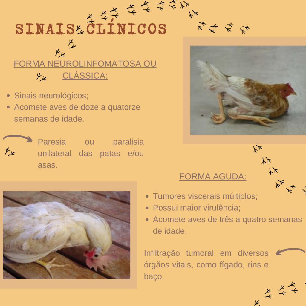 Conheça! Saiba! Doença de Marek.